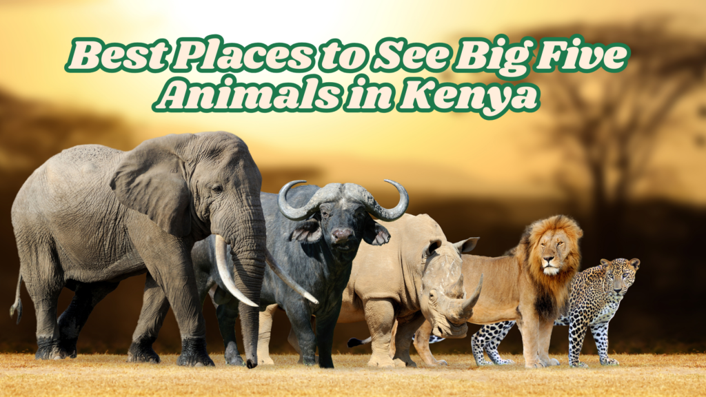 Best Places to See Big Five Animals in Kenya – Pollant Travels and ...
